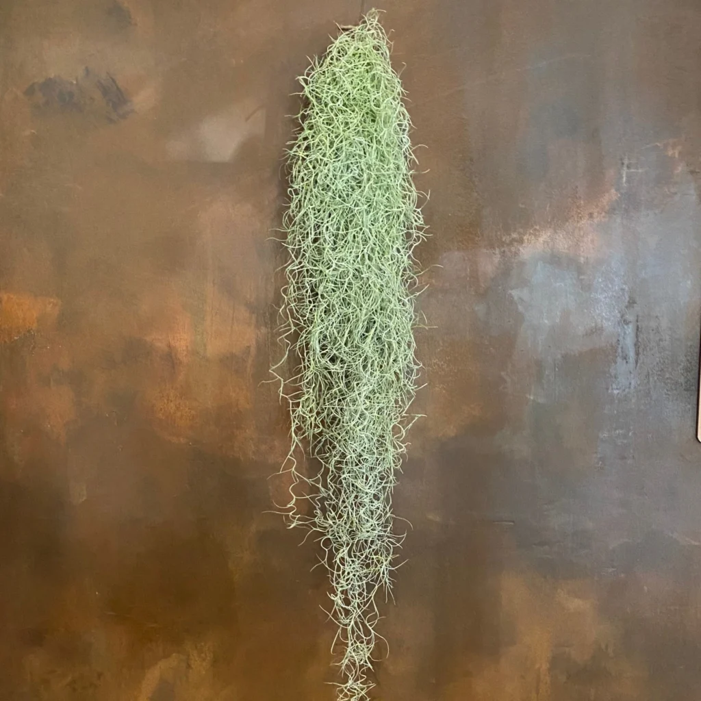 Air Plant Spanish Moss - Plant Street