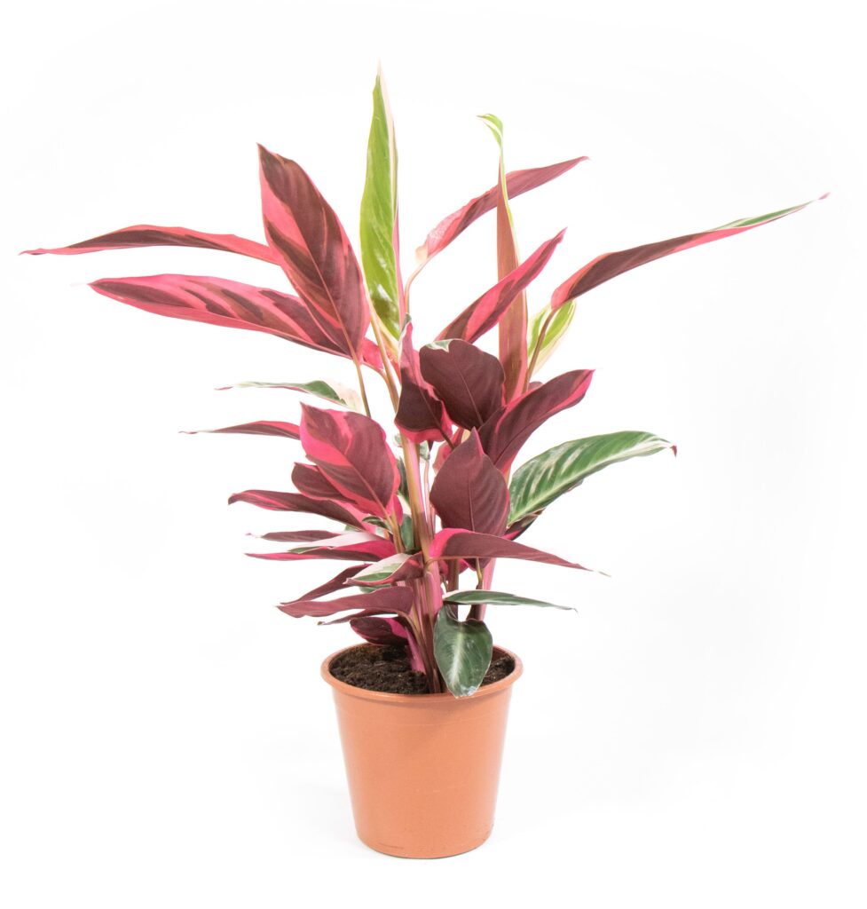 Calathea Leopardina - Stromanthe Sanguine - Plant Street