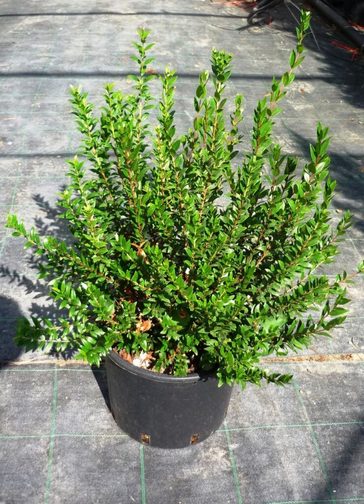 common Myrtle – Myrtus Communis – Plant Street