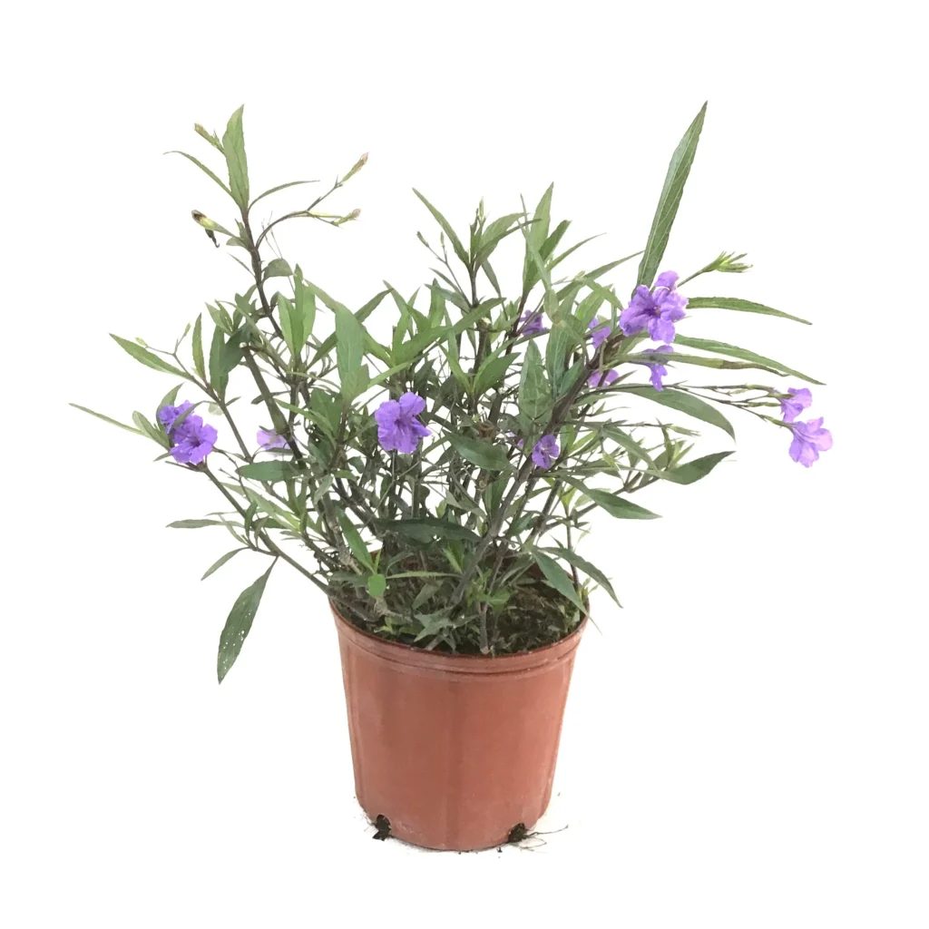 Ruellia - Ruellia Ciliosa - Plant Street