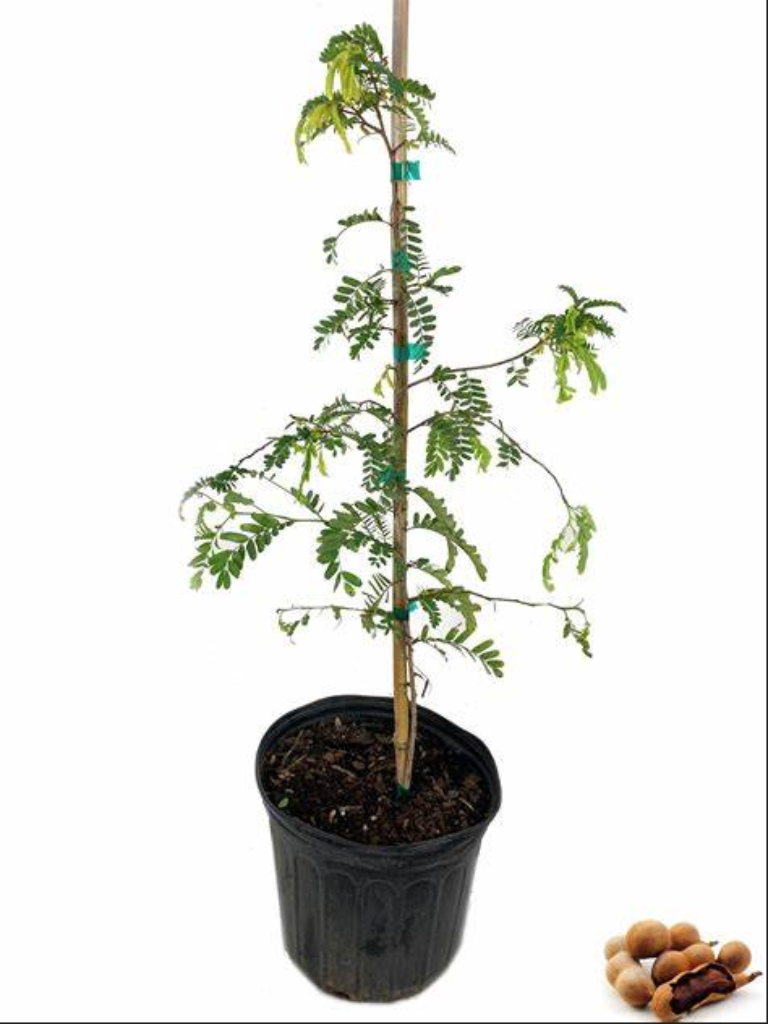 Tamarind Tree – Tamarindus Indica – Plant Street